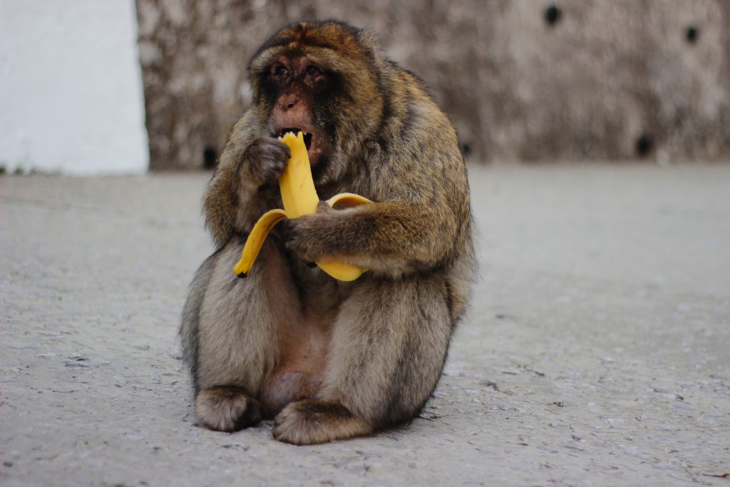 Monkeys beat money managers at selling stocks - rockwealth